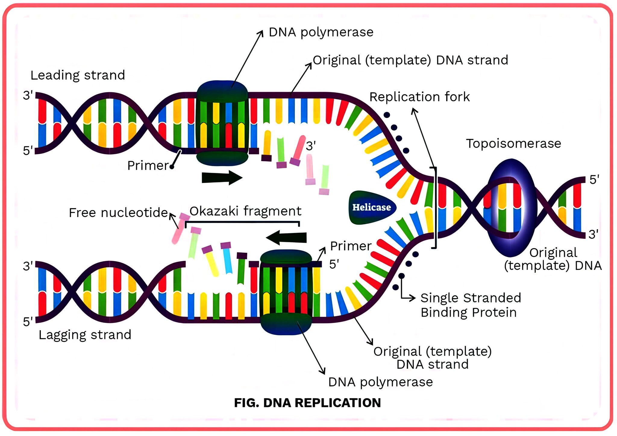 The Ultimate Guide to DNA Replication: Key Steps, Process, and ...